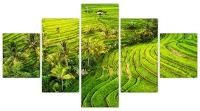 Obraz - Rýžové terasy (125x70 cm)