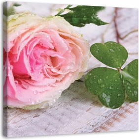 Obraz na plátně, Růže, květiny, příroda 50x50