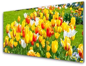 Obraz na skle Tulipány Květiny Příroda 140x70 cm