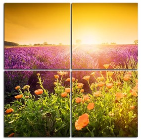 Obraz na plátně - Levandulové pole zalité sluncem - čtverec 365E (60x60 cm)