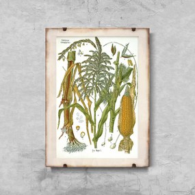 Retro plakát Retro plakát Botanická kukuřice