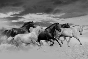 Tapeta běžící koně černobílá - 150x100 cm