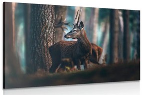 Obraz jelen v borovicovém lese Varianta: 120x80