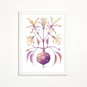 Filip Šenkeřík | Encyclia Rám: Bílý, Velikost: 100 x 70 cm