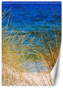 Fototapeta, Vysoká tráva u moře - 150x210 cm