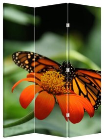 Paraván - Motýl na květině (126x170 cm)