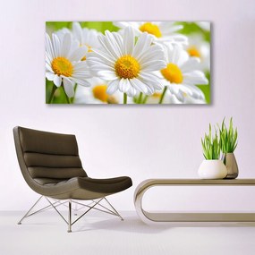 Plexisklo-obraz Sedmikrásky Rostlina Příroda 120x60 cm