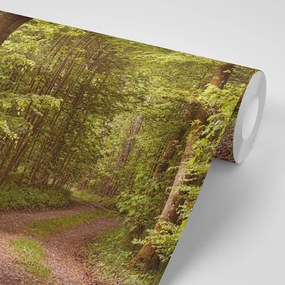 Samolepící fototapeta zelený les