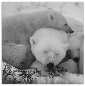 Obraz - Lední medvídci, černobílá (30x30 cm)