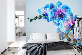 Fototapeta Barevná Orchideje Strukturální vinyl 104x70.5