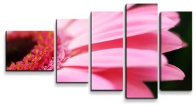 Sablio Obraz - 5-dílný Růžová gerbera - 100x60 cm