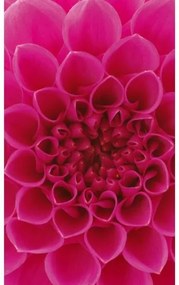DIMEX | Vliesová fototapeta na zeď Růžová jiřina MS-2-0132  | 150 x 250 cm | růžová