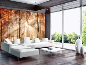 Fototapeta - Podzimní les ve slunci (152,5x104 cm)