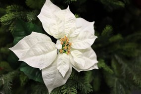 Bílá vánoční růže na stonku 65cm
