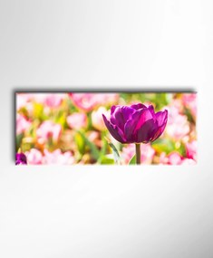 Malvis ® Obraz Pestrý tulipán ROZMĚR (šířka x výška): jednodílný obdélník 150x60 cm
