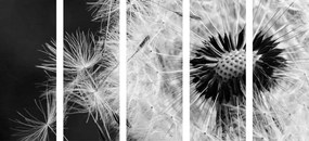 5-dílný obraz semínka pampelišky v černobílém provedení - 200x100 cm