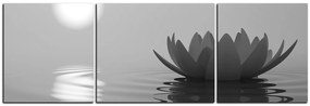 Obraz na plátně - Zen lotus - panoráma 5167QC (120x40 cm)