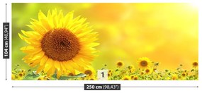 Fototapeta žluté slunečnice 104x70