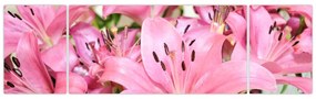 Obraz - Růžové lilie (170x50 cm)