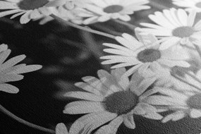 Obraz sedmikrásky na zahradě v černobílém provedení Varianta: 60x40