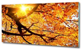 Wallmuralia Foto-obraz fotografie na skle Koruna stromů podzim 100x50