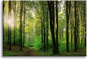 Moderní obraz na zeď Lesní krajina Zelený les Krajina na plátně