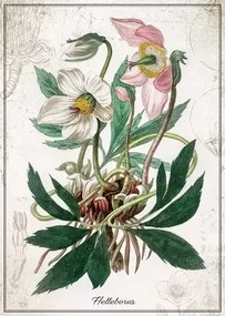 INTERDRUK Puzzle Botanic: Čemeřice / 1000 dílků / rozměr 48 × 67 cm