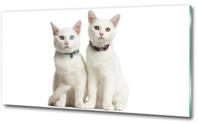 Wallmuralia Foto-obraz skleněný horizontální Bílé kočky 100x50