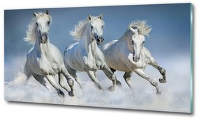 Wallmuralia Foto-obraz na skle horizontální Koně ve cvalu 100x50