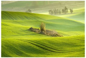 Fototapeta Kukuřičné pole 104x70