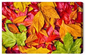 Obraz Listy V Podzimních Barvách Nedostatek Nedostatek Plátno Canvas 120x80