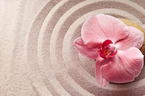 Tapeta mořský písek a růžová orchidej - 375x250 cm