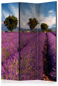 Paraván - Levandulové pole v Provence 135x172
