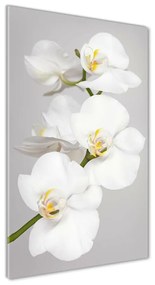 Wallmuralia Vertikální Foto obraz fotografie na skle Bílá orchidej 50x100