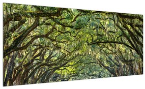 Obraz stromové aleje (100x40 cm)