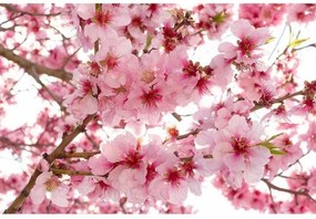 Vliesové fototapety na zeď Květy jabloní | MS-5-0108 | 375x250 cm