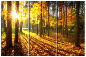 Obraz na plátně - Podzimní les 1176B (105x70 cm)