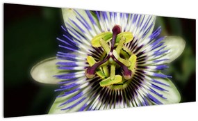 Obrazy květin (100x40cm)