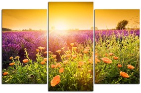 Obraz na plátně - Levandulové pole zalité sluncem 165C (90x60 cm)