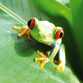 Fototapety na podlahu Dimex Frog FL170-030 170x170 cm