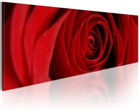 Obraz Severní růže (1-dílný) - detail červeného květu