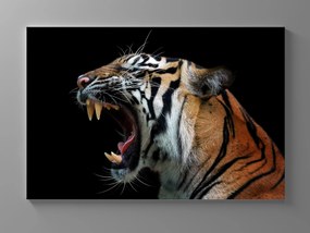 Liox Obraz tygří řev Rozměr: 100 x 65 cm