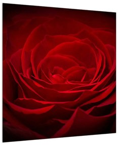 Obraz červené růže (50x50 cm)
