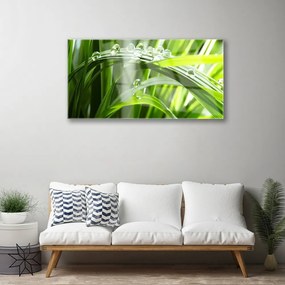 Obraz na skle Tráva Rosa Kapky Rostlina 140x70 cm
