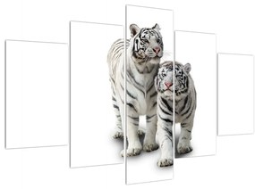 Obraz bílého tygra (150x105 cm)