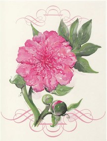 ART-STYLE Obrázek 17x22, pivoňka růžová I., rám bílý s patinou