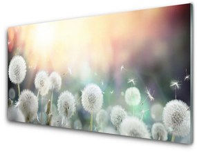 Plexisklo-obraz Pampelišky Květiny Příroda 100x50 cm