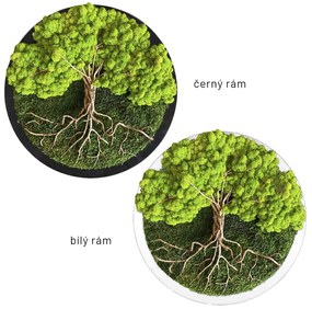 WOODILO Mechový kulatý obraz 320 | kombinace mechů | Strom života s kořeny Barva rámu: Černá, Průměr obrazu: ø 30 cm