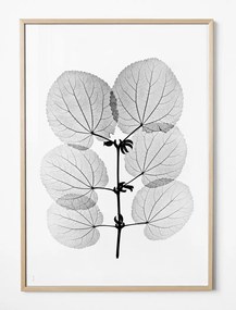 Fine Little Day Autorský plakát Katsura 70x100 cm, černá barva, bílá barva, papír