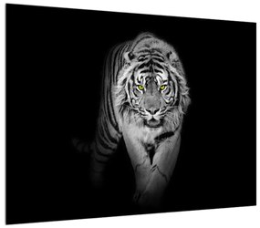 Černobílý obraz tygra (70x50 cm), 40 dalších rozměrů